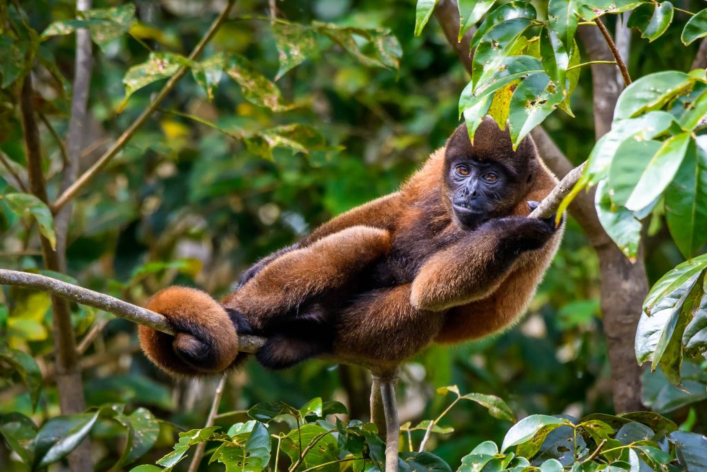 brown-wooly-monkey_Hugh_M Smith | Good Nature Travel Blog