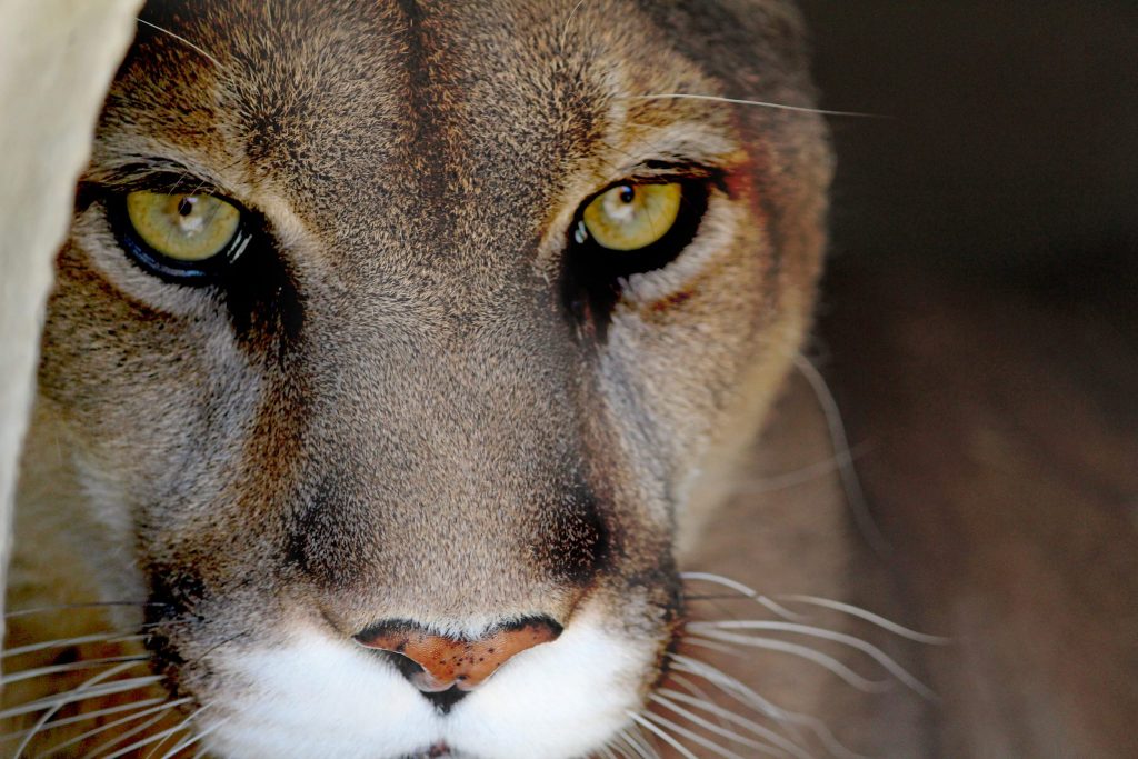 Romeo the Mountain Lion | Good Nature Travel Blog
