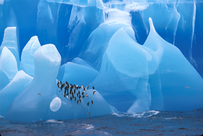 AA & Penguins on Blue Ice | Good Nature Travel Blog