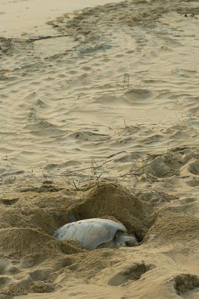 Nesting olive ridley | Good Nature Travel Blog