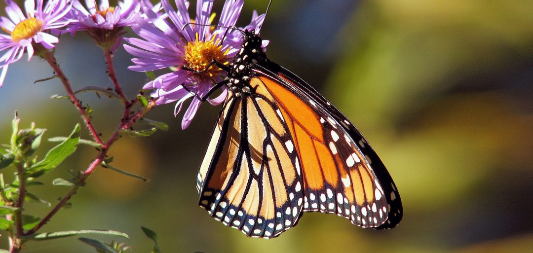 Monarch-Butterfly-3-fin_Web | Good Nature Travel Blog