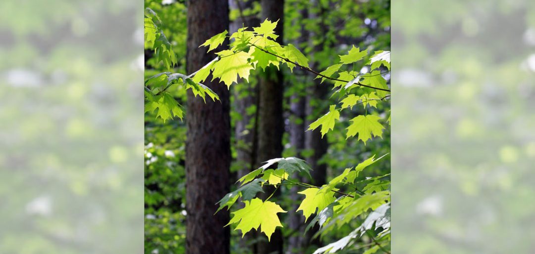 Trees-fin_Web | Good Nature Travel Blog