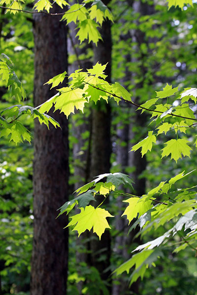 Trees_Web | Good Nature Travel Blog