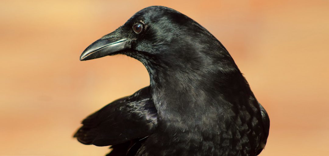 Crow_Carl-T.-Bergstrom_flickr-fin_Web | Good Nature Travel Blog