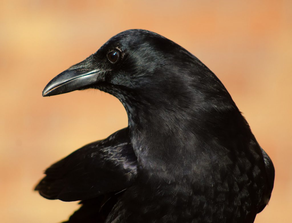 Crow_Carl T. Bergstrom_flickr_Web | Good Nature Travel Blog