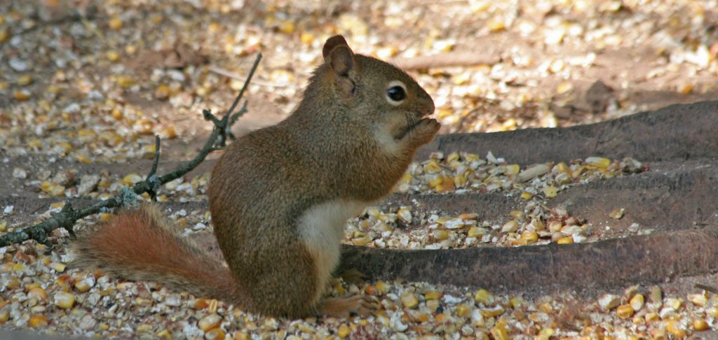 Squirrel-CROP_Web | Good Nature Travel Blog