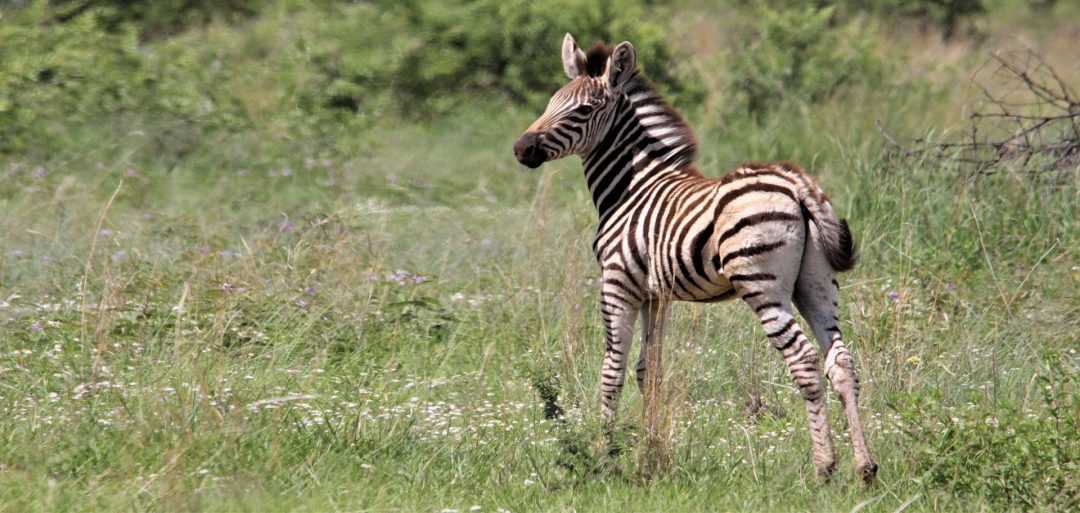 Zebra-Colt-fin_Web | Good Nature Travel Blog