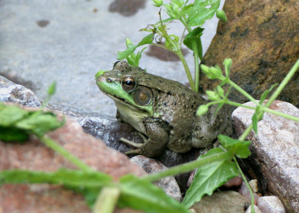 Frog_Web | Good Nature Travel Blog