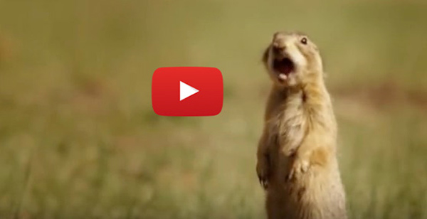 Video: Talk of the [Prairie Dog] Town