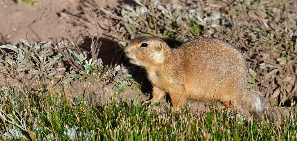 Prairie Dog_Larry Lamsa_flickr CROP_Web | Good Nature Travel Blog