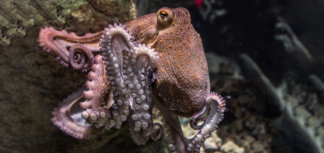 Octopus CROP_Web | Good Nature Travel Blog