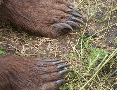 BearClaws_Web | Good Nature Travel Blog