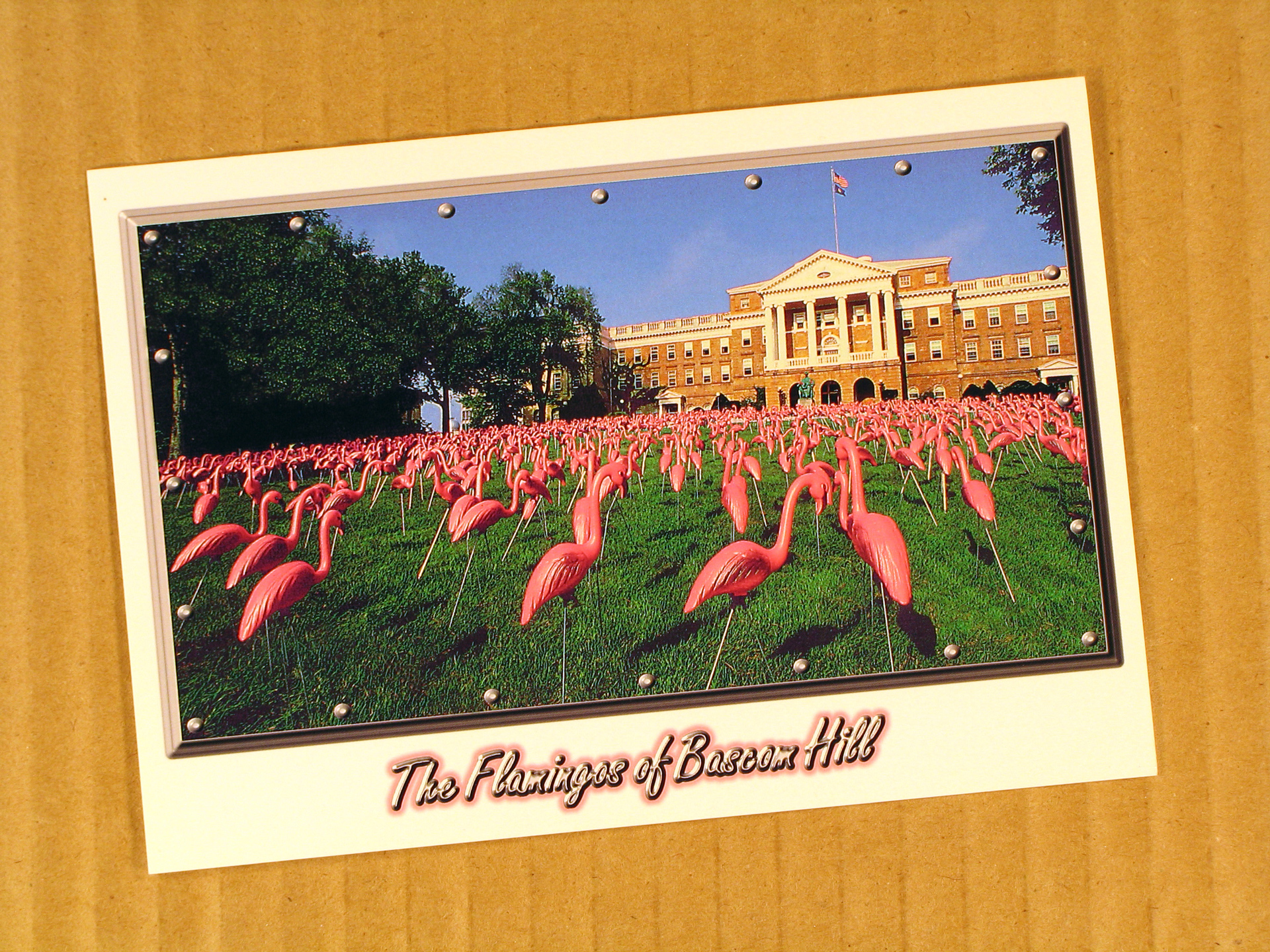 The Natural Habitat of the Plastic Pink Flamingo