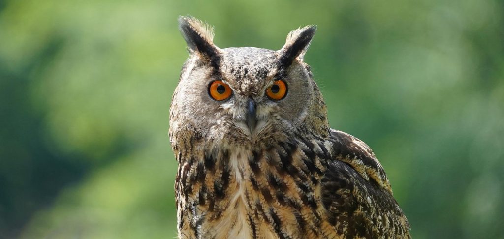 Owl 5 fin_Web | Good Nature Travel Blog