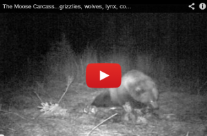 Moose Carcass | Good Nature Travel Blog
