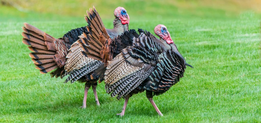 Turkey 1 CROP_Web | Good Nature Travel Blog