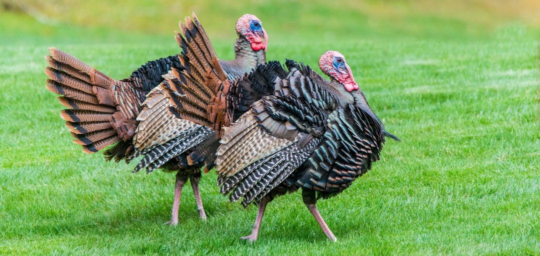 Turkey 1 CROP_Web | Good Nature Travel Blog