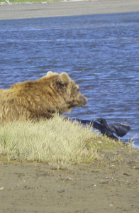 raven and bear0001 | Good Nature Travel Blog