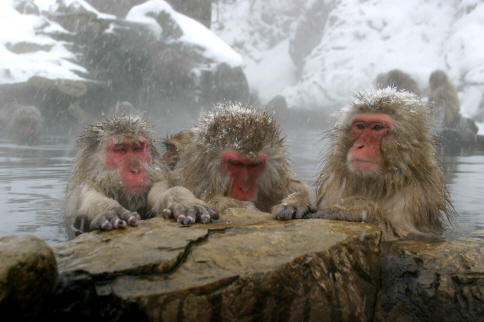 snow-monkeys-official | Good Nature Travel Blog