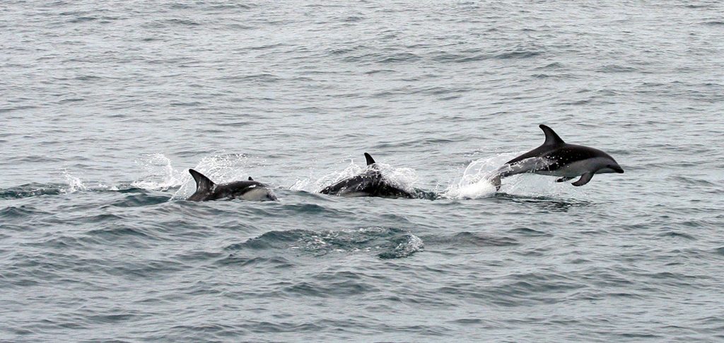 3-Dolphins-CROP_Web | Good Nature Travel Blog