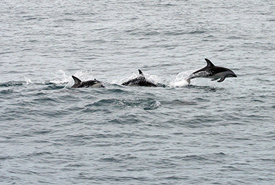 3-Dolphins_Web | Good Nature Travel Blog
