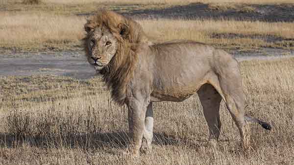 Lion_Wild_Web | Good Nature Travel Blog