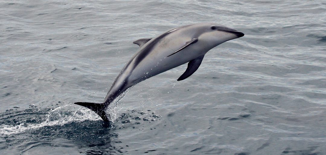 One-Dolphin_ca-CROP_Web | Good Nature Travel Blog