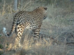 Leopard back | Good Nature Travel Blog