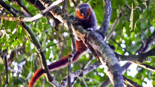 AmazonMonkey_main_0829 | Good Nature Travel Blog