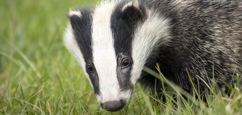 badger-CROP_Web | Good Nature Travel Blog
