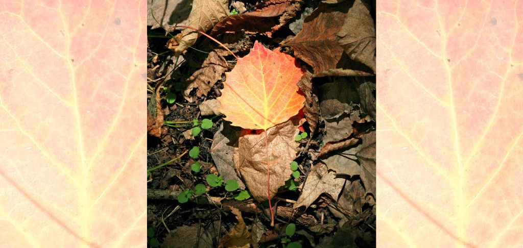 Leaves_JG-Fin_Web | Good Nature Travel Blog