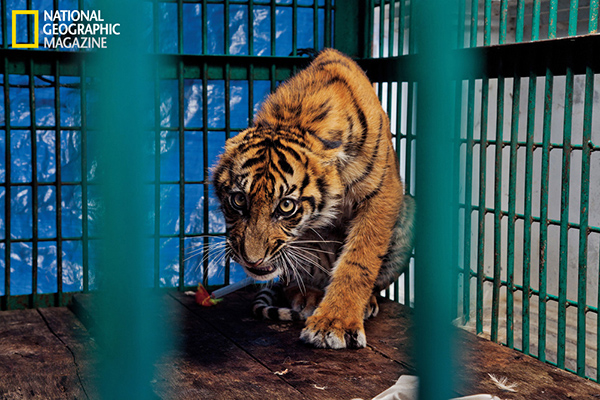 tigers_MM7666_003_Web | Good Nature Travel Blog