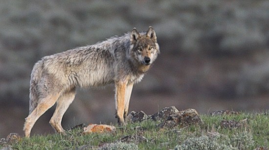 Gray Wolf | Good Nature Travel Blog