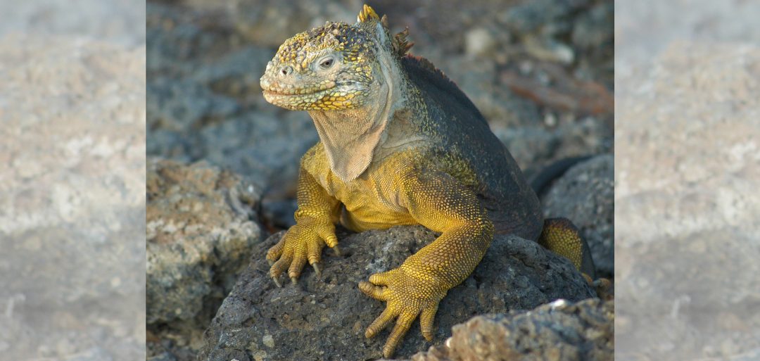 Lizard-fin_Web | Good Nature Travel Blog