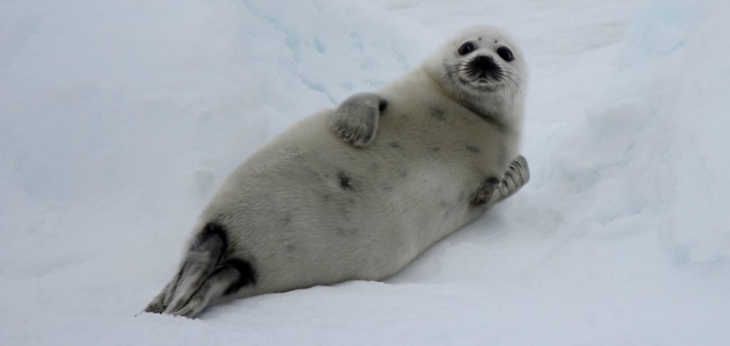 harp-seal_Silver-Leapers_flickr-Fin_Web | Good Nature Travel Blog