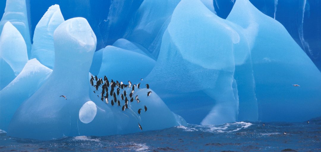 Blue-Ice-w-penguins-CROP_Web | Good Nature Travel Blog