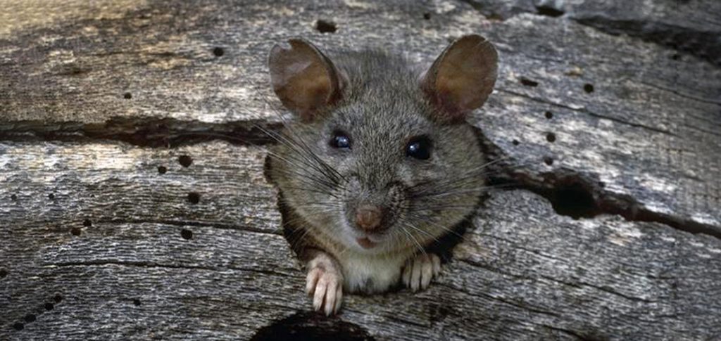 Woodrat_California-Department-of-Fish-and-Wildlife_flickr-Fin_Web ...