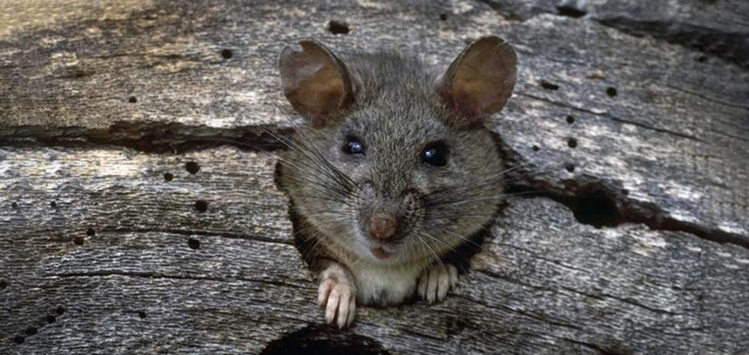 Woodrat_California-Department-of-Fish-and-Wildlife_flickr-Fin_Web ...