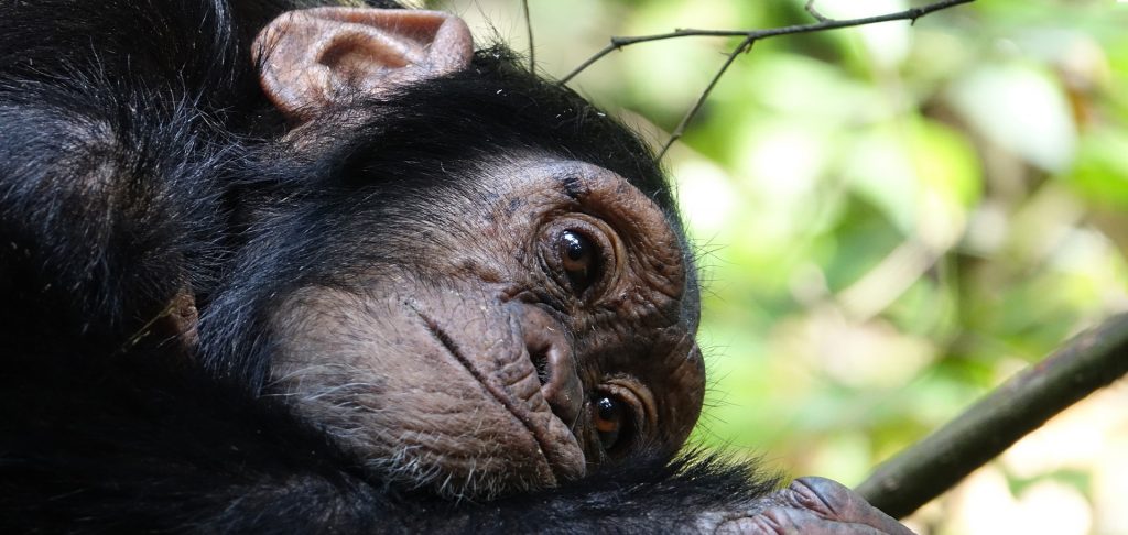 chimp-in-thought-CROP_Web | Good Nature Travel Blog