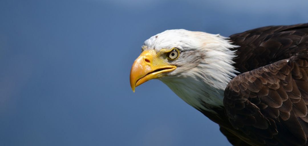 Bald Eagle 2 CROP_Web | Good Nature Travel Blog