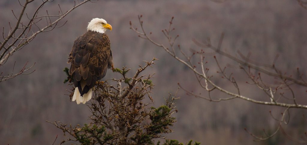 Bald Eagle 5 CROP_Web | Good Nature Travel Blog
