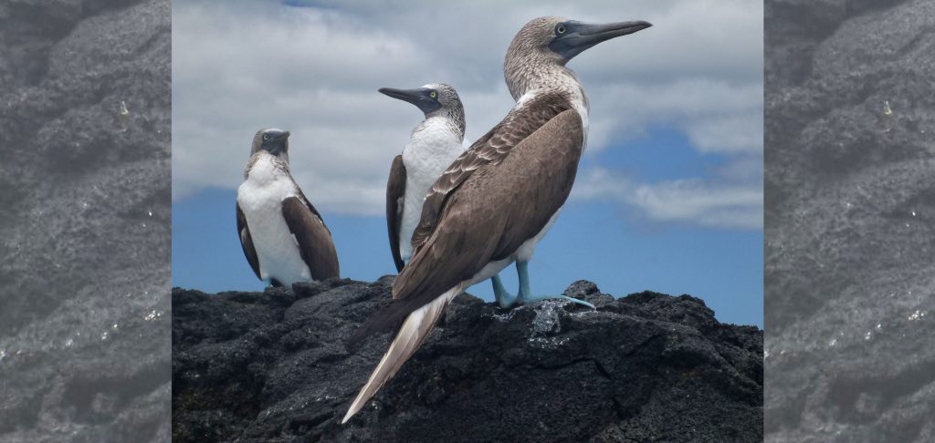 blue-footed-booby3-fin_Web | Good Nature Travel Blog
