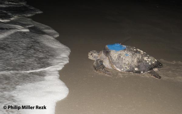turtle release with transmitter | Good Nature Travel Blog