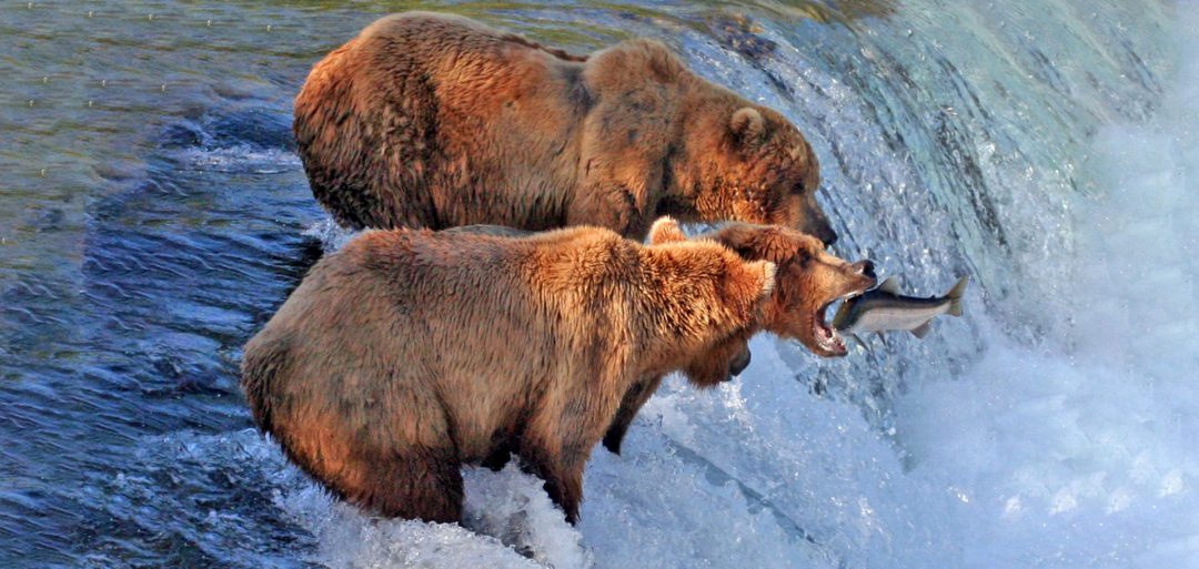 CatchA-Fish-CROP_Web | Good Nature Travel Blog