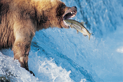 Steve-Morello-bear-00723_Web | Good Nature Travel Blog