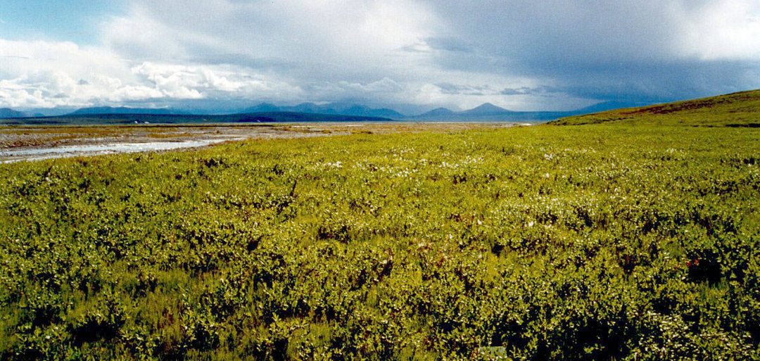 Tundra-to-Forest_USFWS_flickr-CROP_Web | Good Nature Travel Blog