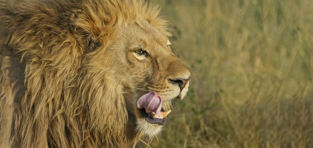 Lion-CROP_Web | Good Nature Travel Blog