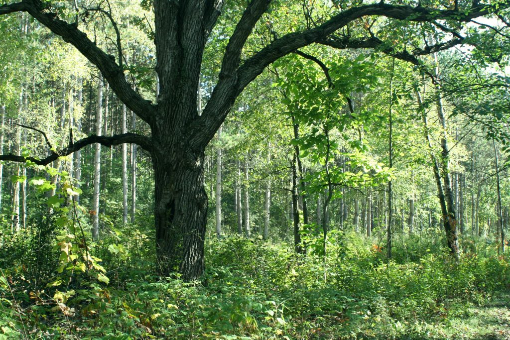 Oak_Web | Good Nature Travel Blog