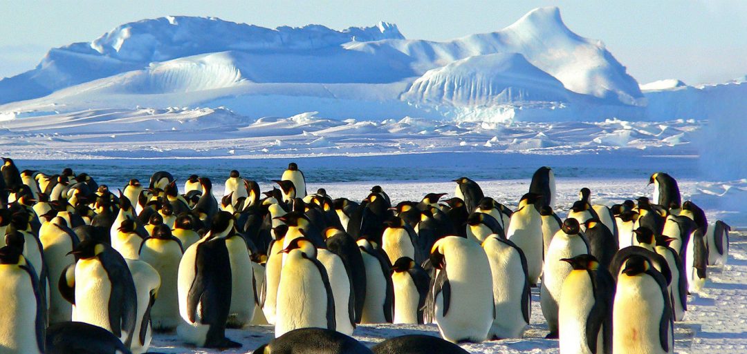 emperor-penguins-CROP_Web | Good Nature Travel Blog