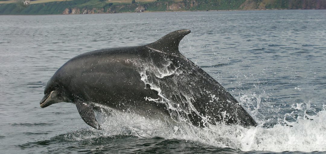bottlenose-dolphin-CROP_Web | Good Nature Travel Blog